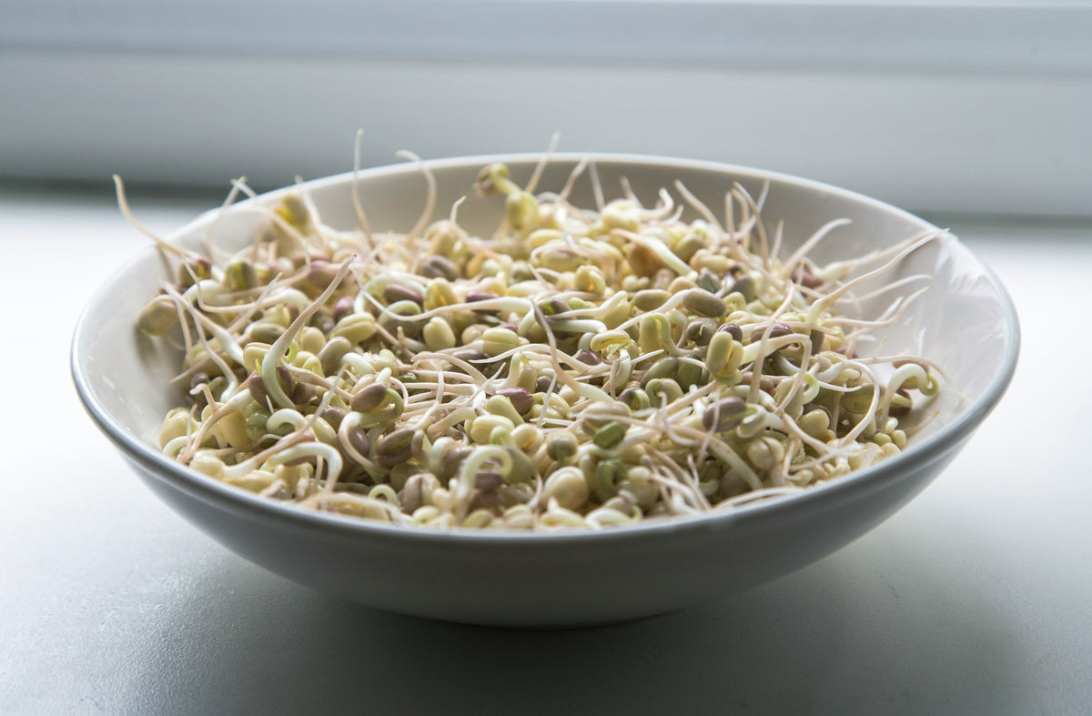 Why You Should Try Sprouting Pulses? – Gaia Pulses